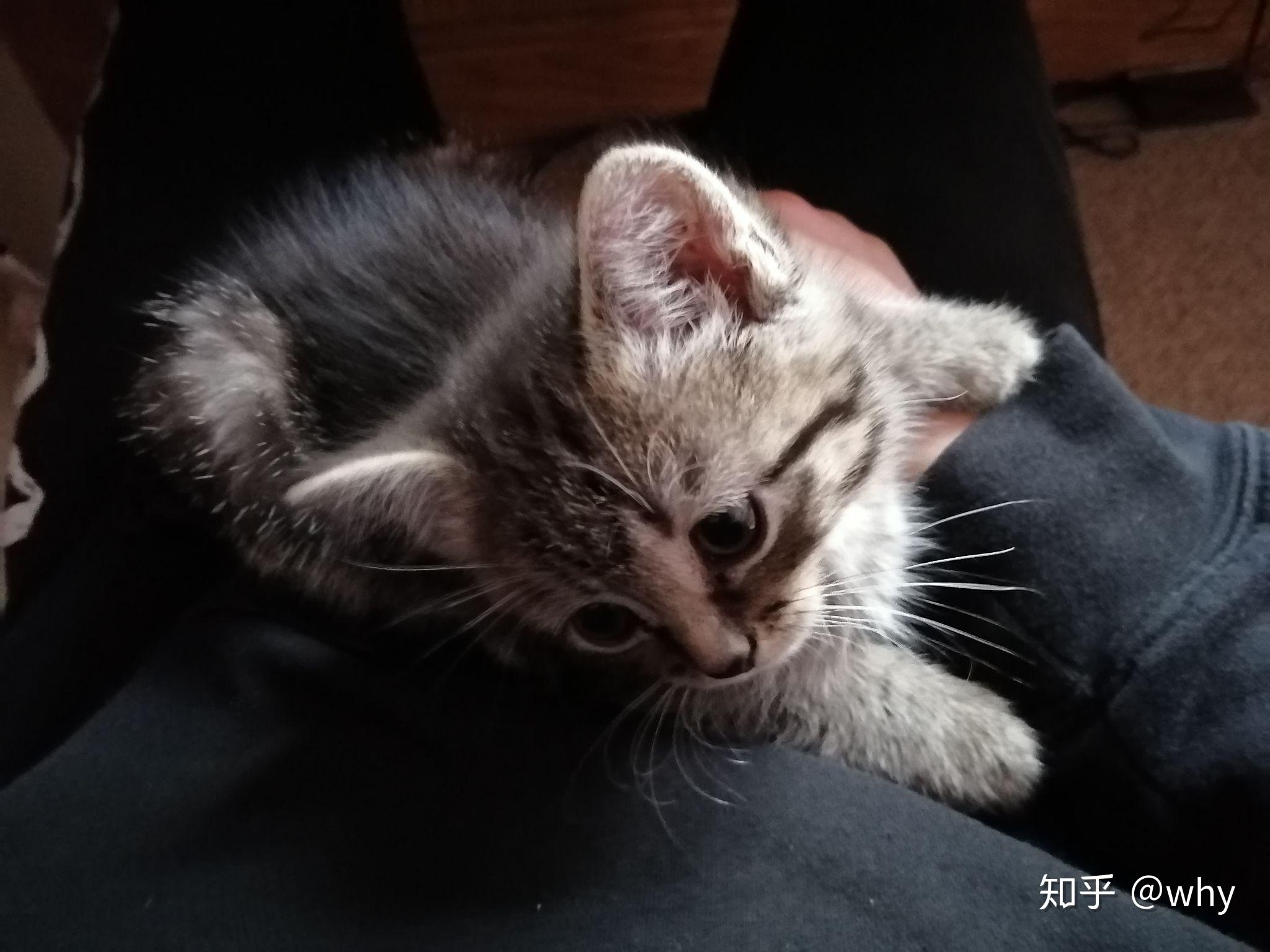 各位铲屎官能不能看看我家猫是什么种 知乎