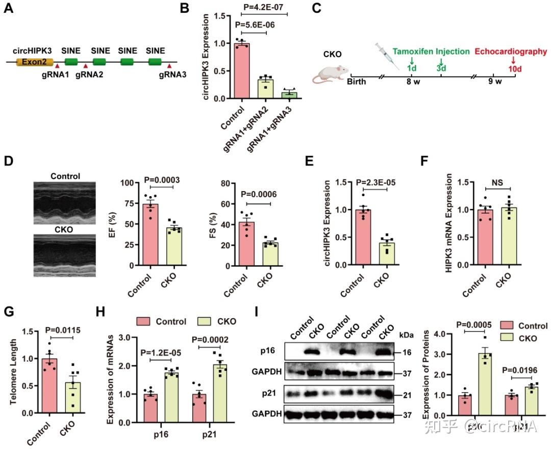 李阳欣教授团队发现circRNA应用于心脏功能障碍领域有着新颖的效果 - 知乎