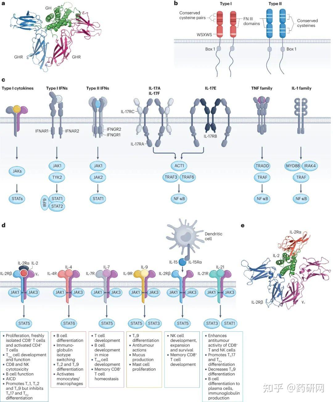 Review：治疗用细胞因子开发策略 - 知乎