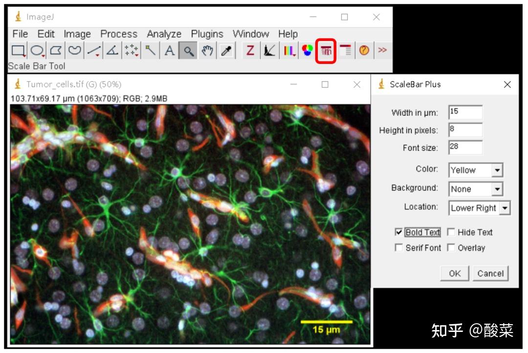 老司机带你使用ImageJ高效分析图片 - 知乎
