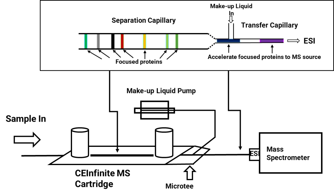 iCIEF技术与高分辨质谱连用分析生物治疗型产品应用最新进展 - 知乎