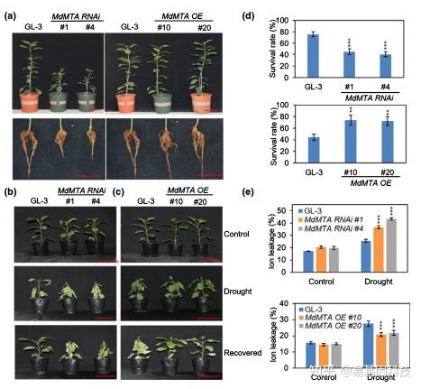作物育种：MdMTA介导的RNA甲基化(m6A修饰)在苹果抗逆品种选育中的作用研究 - 知乎