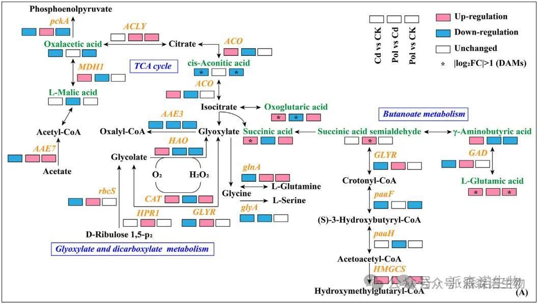 【干货】手把手教您绘制KEGG通路+热图：科研作图不再难！ - 知乎