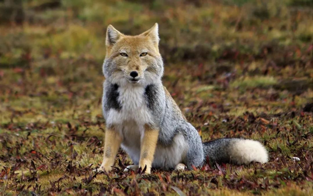 青海发现“狐界顶流”，牙齿发达嘴巴狭长，一张大脸毁掉好形象 - 知乎