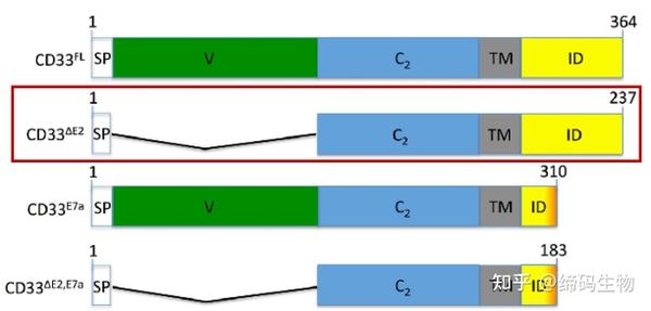 肿瘤免疫靶点 | CD33 - 知乎