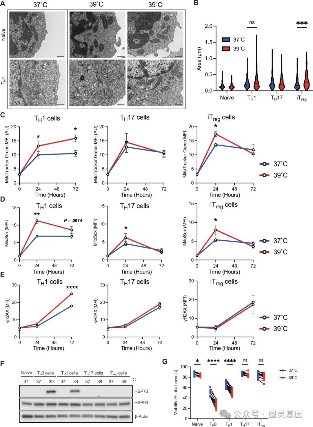 Sci Immu | 发烧导致T细胞线粒体应激和DNA损伤，降低抗癌潜力 - 知乎