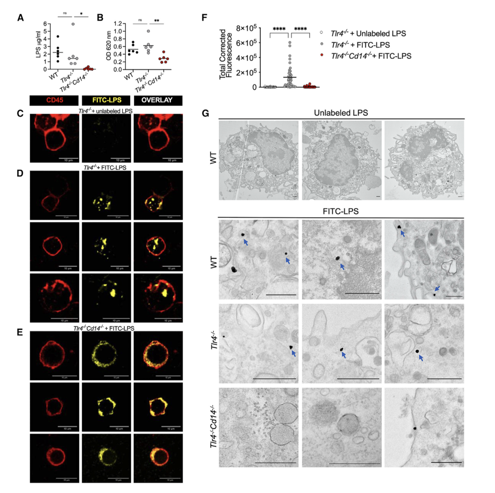 Cell Reports丨CD14在细胞内LPS传感中的独立于TLR4的关键作用 - 知乎
