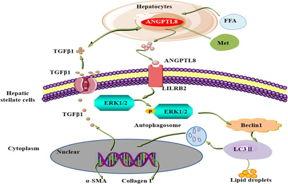 蛋白互作技术大比拼：蛋白邻近标记技术与Co-IP、GST pull down在研究蛋白互作中的技术优势对比 - 知乎