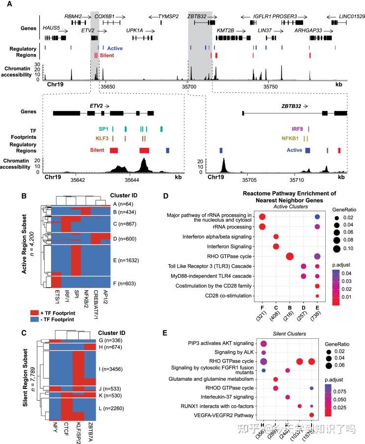 ATAC-STARR测序揭示了人类基因组染色质可及性区域内的转录因子结合的激活子和沉默子 - 知乎