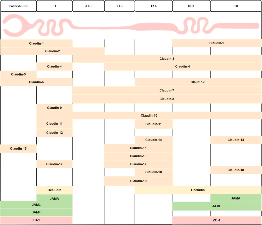 JCP 综述︱川大华西付平/赵宇亮团队评述肾小管上皮细胞紧密连接在急性肾损伤中的作用及研究进展 - 知乎
