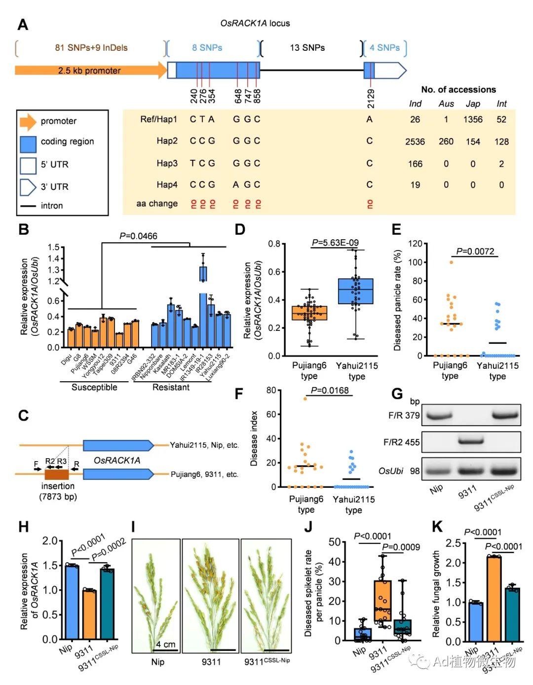 Molecular Plant | 四川农业大学研究揭示水稻稻曲病的抗性基因！ - 知乎