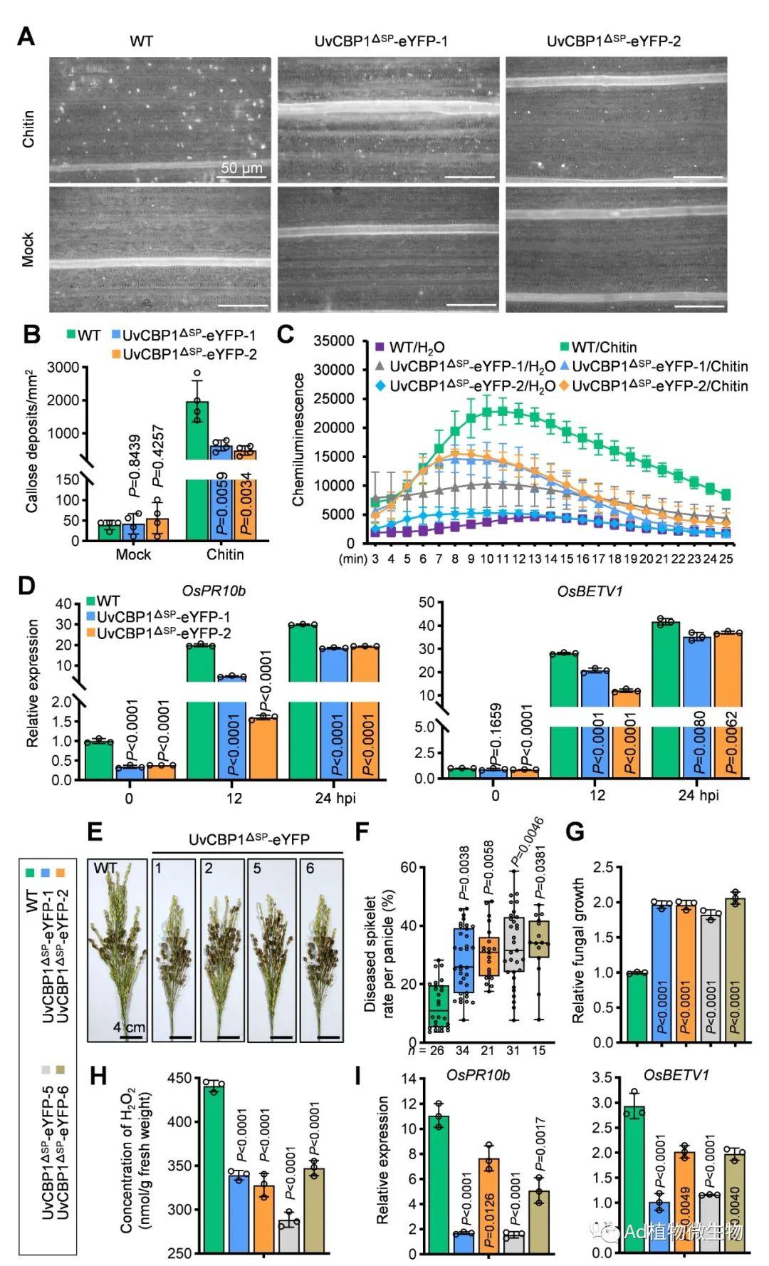 Molecular Plant | 四川农业大学研究揭示水稻稻曲病的抗性基因！ - 知乎