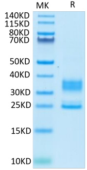 双抗热门靶点——CD3D&CD3E - 知乎