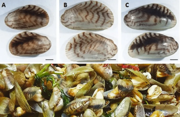 （十五）沿海旅行知识 | 各种贝类的名字、区别、产地、吃法（十五）贻贝（作者：Zam） - 知乎