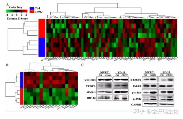 蛋白质组学联合多种分子检测技术揭示CDH2以促进血管生成的方式促进肺腺癌的发生发展 - 知乎
