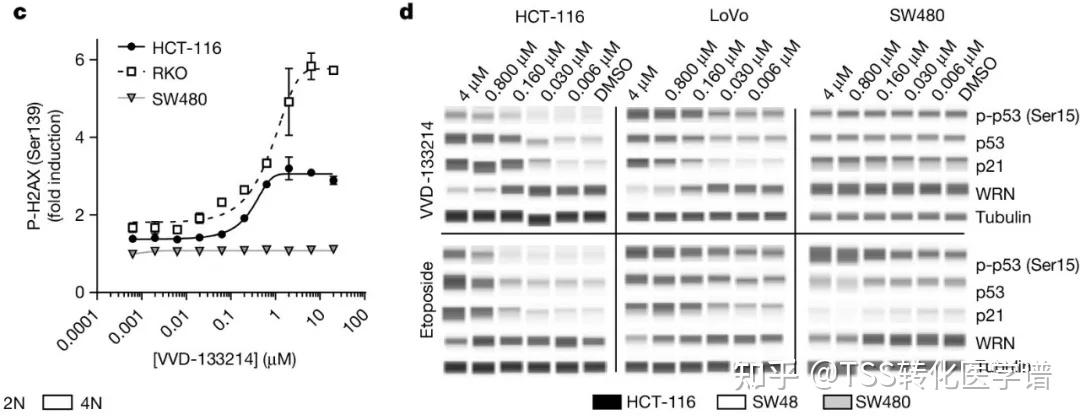 【Nature】背靠背，拜耳和诺华同时披露合成致死靶点WRN的新型抑制剂 - 知乎