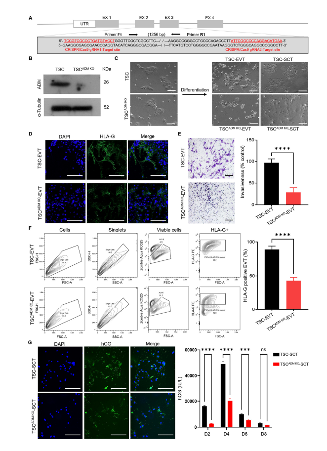 Sci. Adv. | Stereo-seq揭示肾上腺髓质素在胎盘发育和早发型子痫前期发病机制中的作用 - 知乎