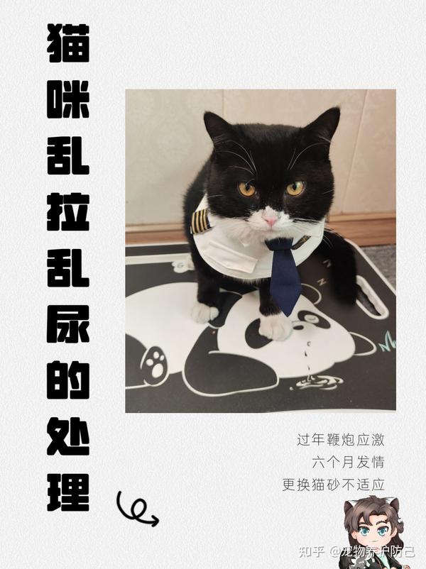 猫咪乱拉乱尿的处理 知乎