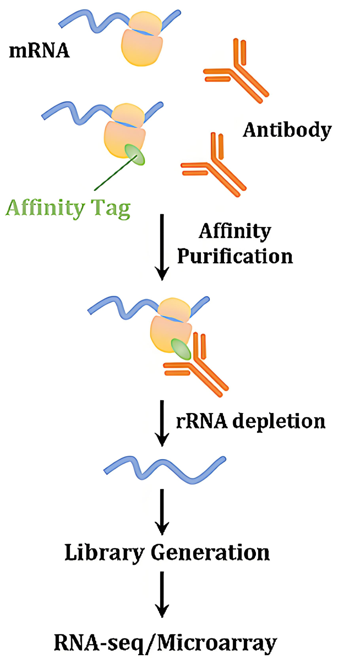 翻译组学——解锁翻译调控的奥秘 - 知乎