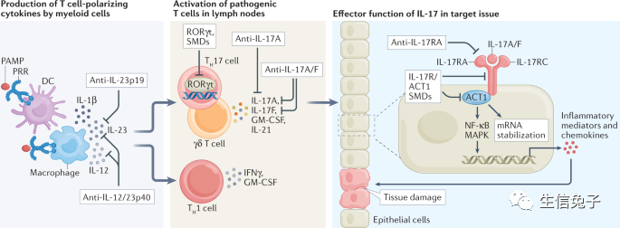 Nture 子刊 | IF 40+ 综述感染疾病状态下IL-17和分泌IL-17免疫细胞的免疫保护 - 知乎