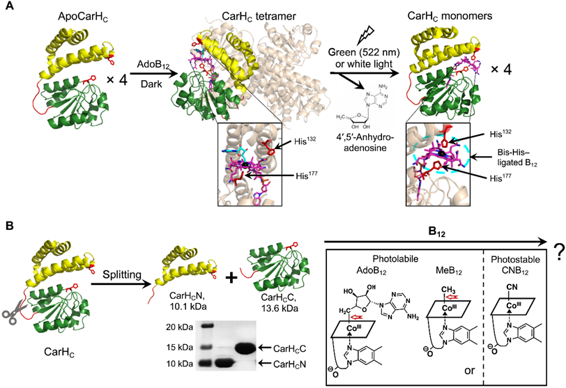 《Science Advances》港科大孙飞：感光蛋白使光响应水凝胶具有可调力学性! - 知乎