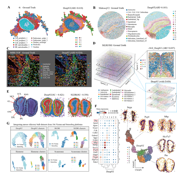 Nucleic Acids Res. | DeepST: 使用深度学习识别空间转录组的空间域 - 知乎