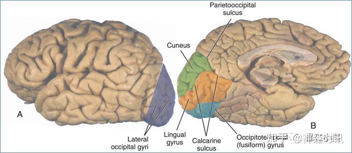 最佳推荐 | 高清详细的神经系统解剖学（全） - 知乎