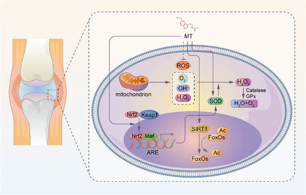 Ageing Res Rev 综述︱杨惠林/何帆/朱雪松团队评述褪黑素在治疗骨关节炎中的作用及研究进展 - 知乎