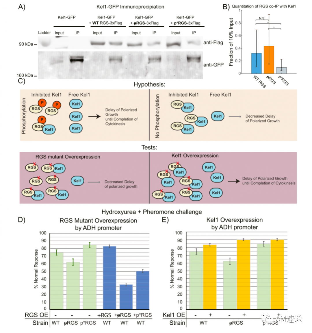 蛋白质工程｜RGS 的磷酸化调节 MAP 激酶定位，促进细胞质分裂。 - 知乎