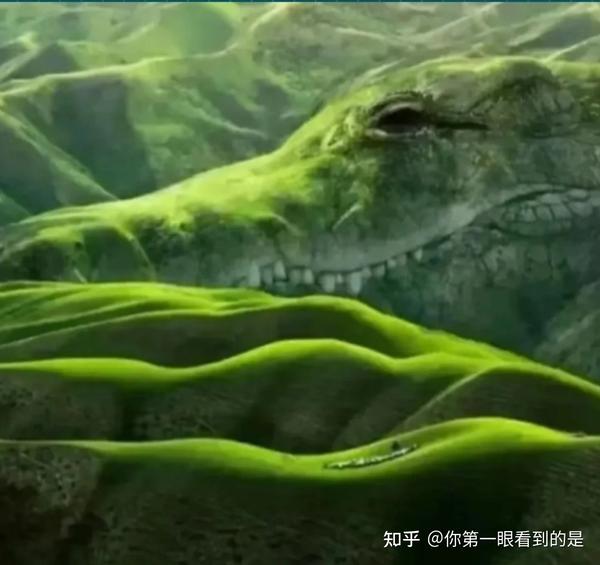 你第一眼看到的是什么？ 知乎
