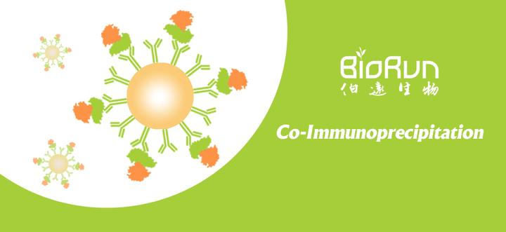 Co-IP—验证蛋白互作的不二之选 - 知乎