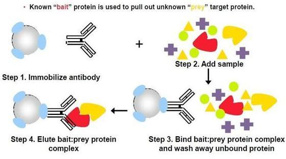 Co-IP（免疫共沉淀）实验外包服务 - 知乎