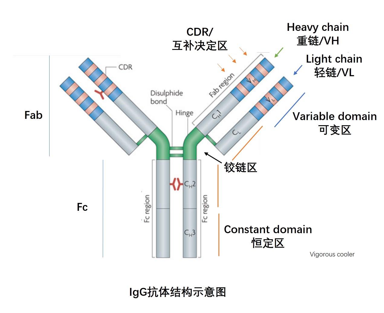 突破性进展，登革病毒ADE效应机理解释拓展 - 知乎
