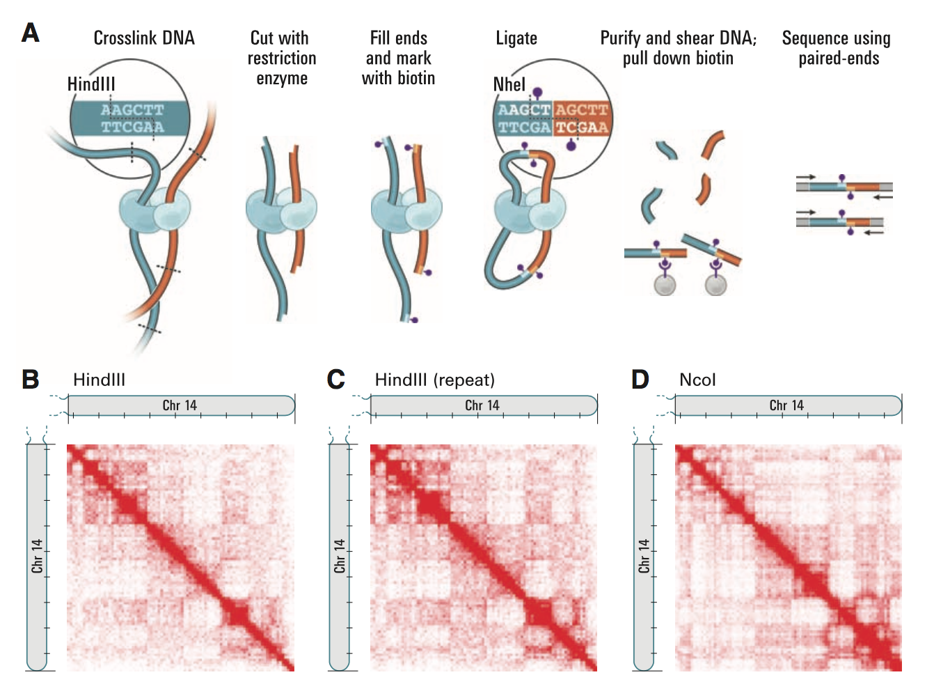 3D 基因组领域的重要进展：GRID-Seq 探索DNA-RNA的相互作用 - 知乎