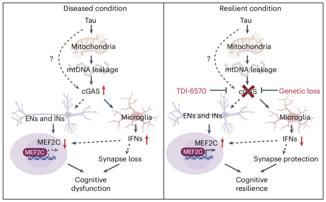 Nat Neurosci:Tau激活小胶质细胞介导阿尔茨海默病患者的认知弹性 - 知乎