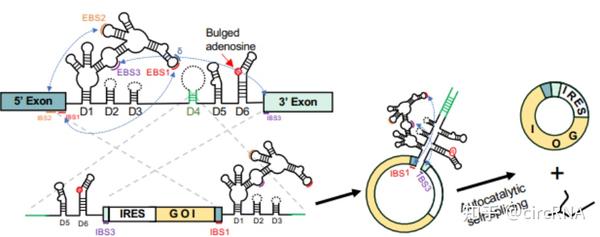 不容错过！人工制备环状RNA的策略 - 知乎