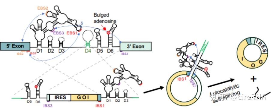 不容错过！人工制备环状RNA的策略 - 知乎