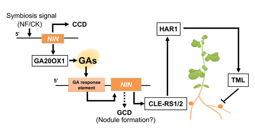 Plant Journal | 赤霉素对根瘤共生的转录调控机制 - 知乎