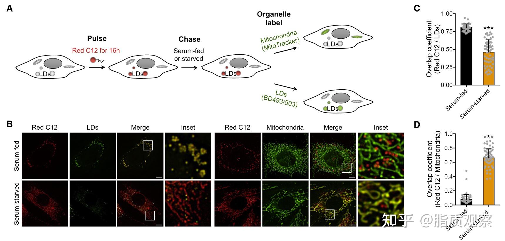 AMPK通过调节Rab8a-Plin5互作促进脂滴线粒体互作 - 知乎