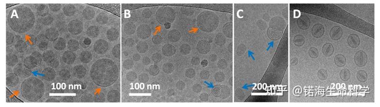 科研干货，mRNA-LNP（核酸脂质纳米粒）的构效关系 - 知乎