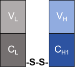 IgG、Fab、scFv、VHH您了解多少？ - 知乎