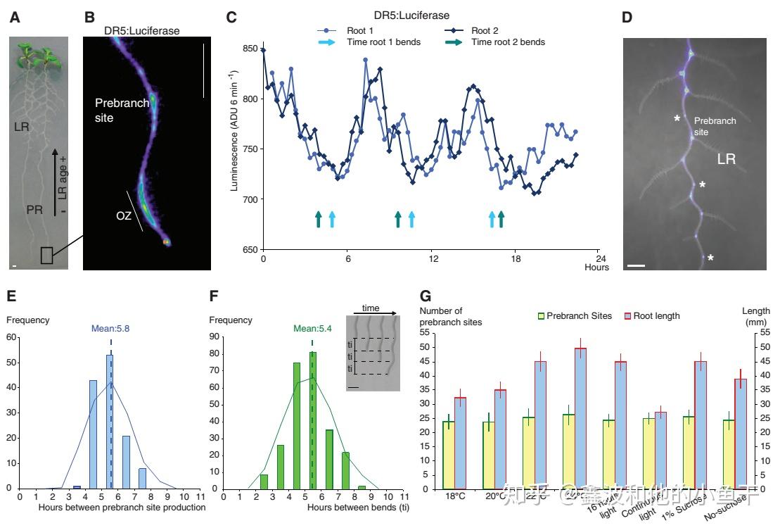 植物根系发育的分子调控 - 知乎