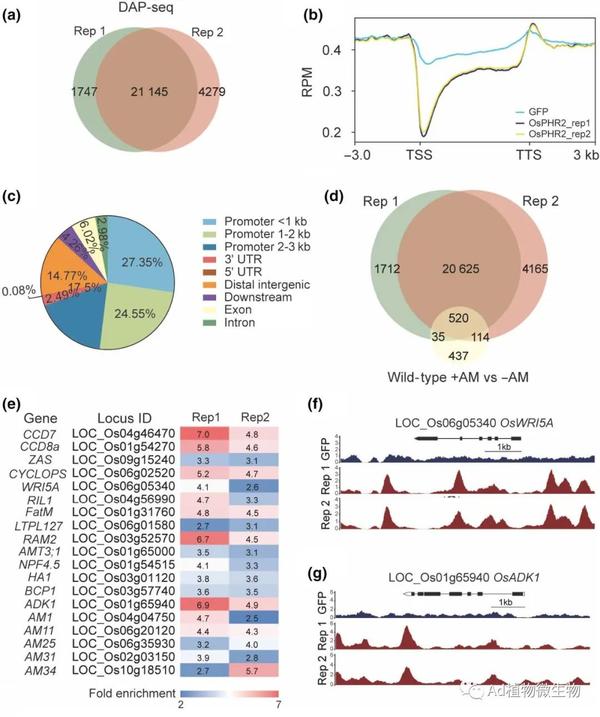 New Phytologist | 中科院王二涛团队研究揭示植物磷饥饿反应调控菌根共生的分子机制！ - 知乎