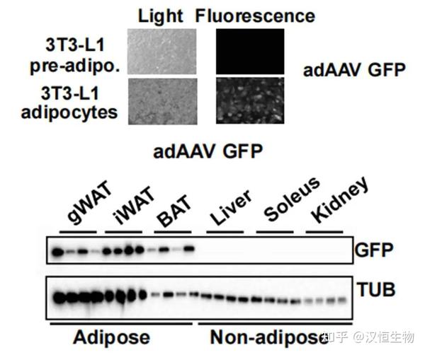 【脂肪组织干货篇】AAV脂肪组织特异性表达调控 - 知乎