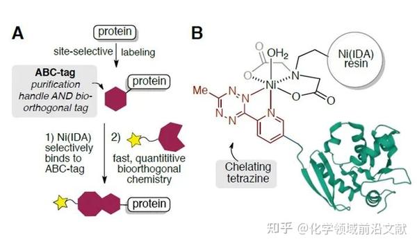Angew：四嗪亲和生物正交化学标签ABC-Tag及其应用 - 知乎