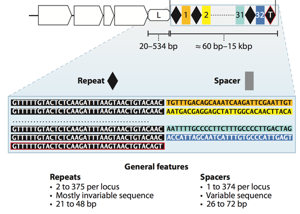 详解CRISPR/Cas系统与其应用 - 知乎