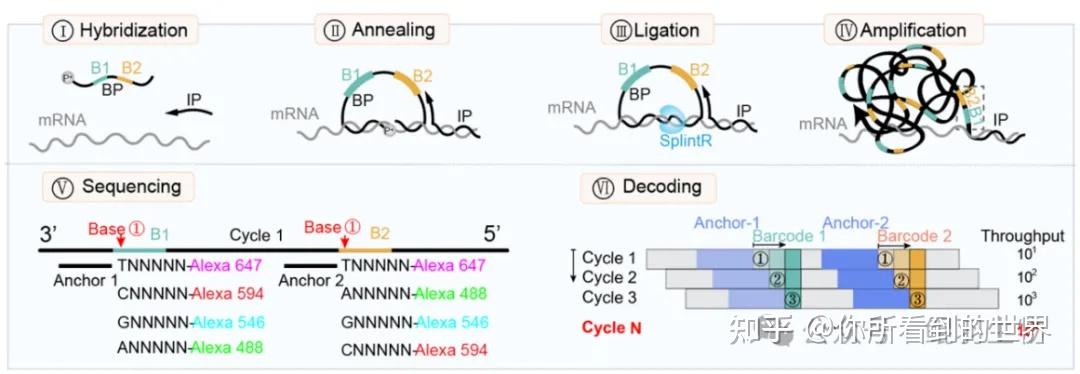 鲲羽科普|核酸那么小，我到底该怎么看见它？？？ - 知乎