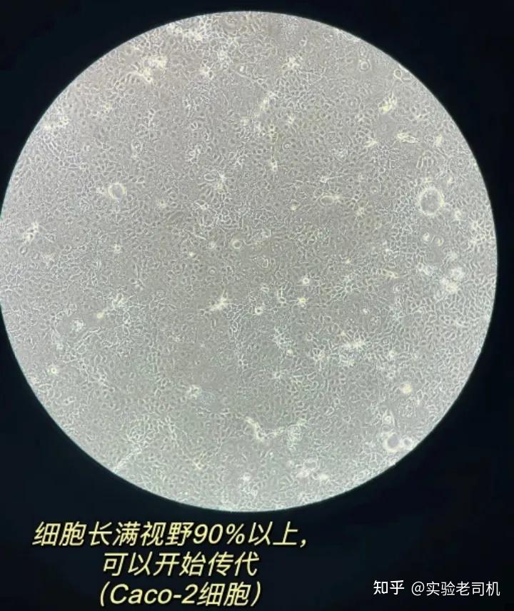手把手教学——Caco2细胞培养经验分享 - 知乎
