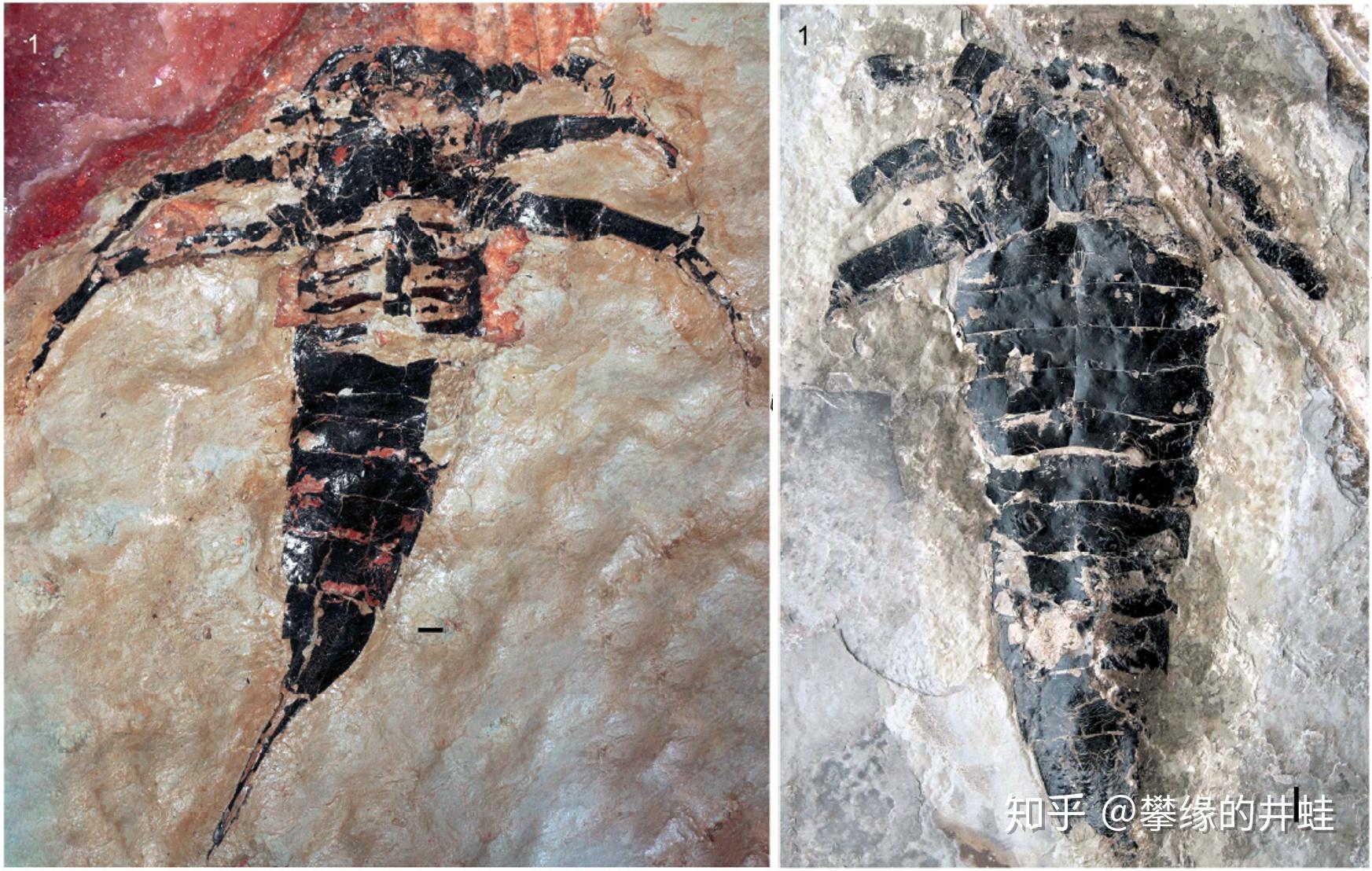 【地球演义】铁虿狰狞14：板足鲎杂谈 - 知乎