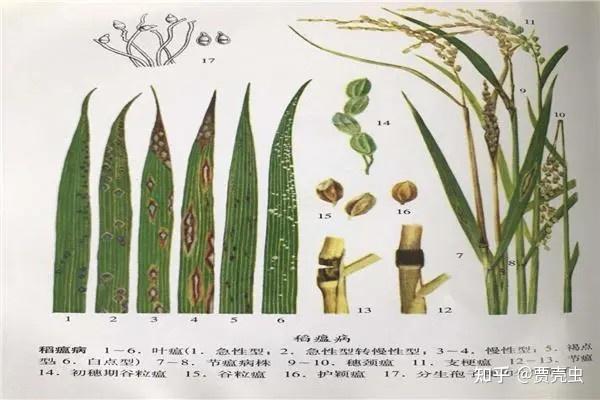 1 1植物病虫害防治（粮食作物—水稻—稻瘟病） 知乎